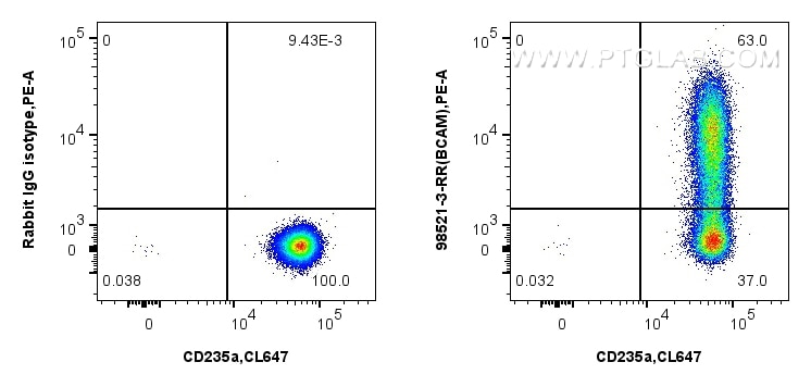 BCAM antibody (98521-3-RR) | Proteintech