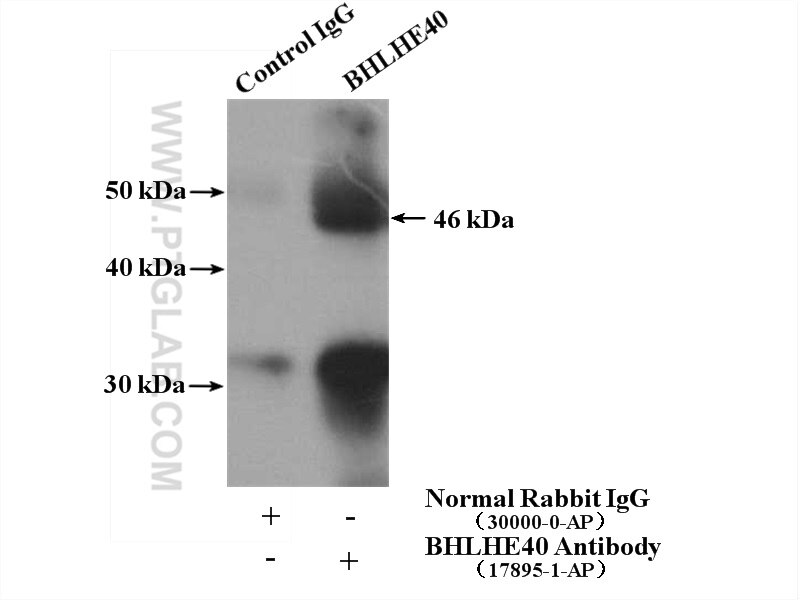 BHLHE40 antibody (17895-1-AP) | Proteintech