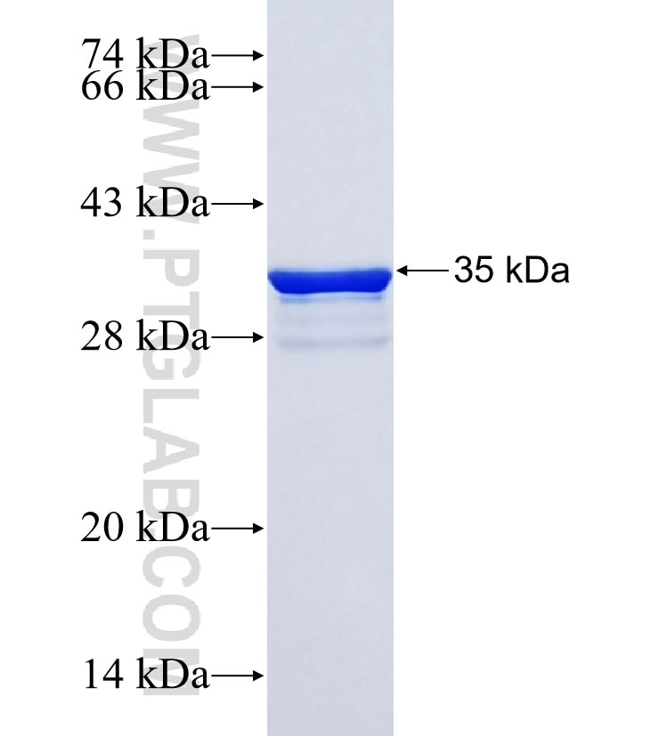 BMP2 Fusion Protein Ag30420 | Proteintech