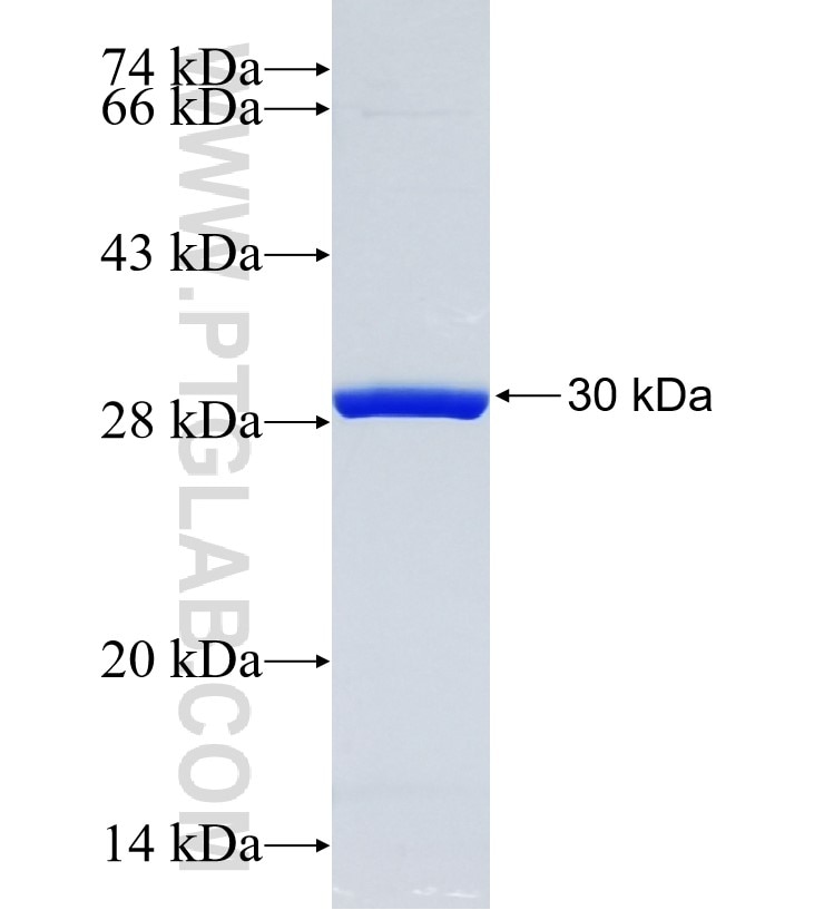 BOD1 Fusion Protein Ag23908 | Proteintech