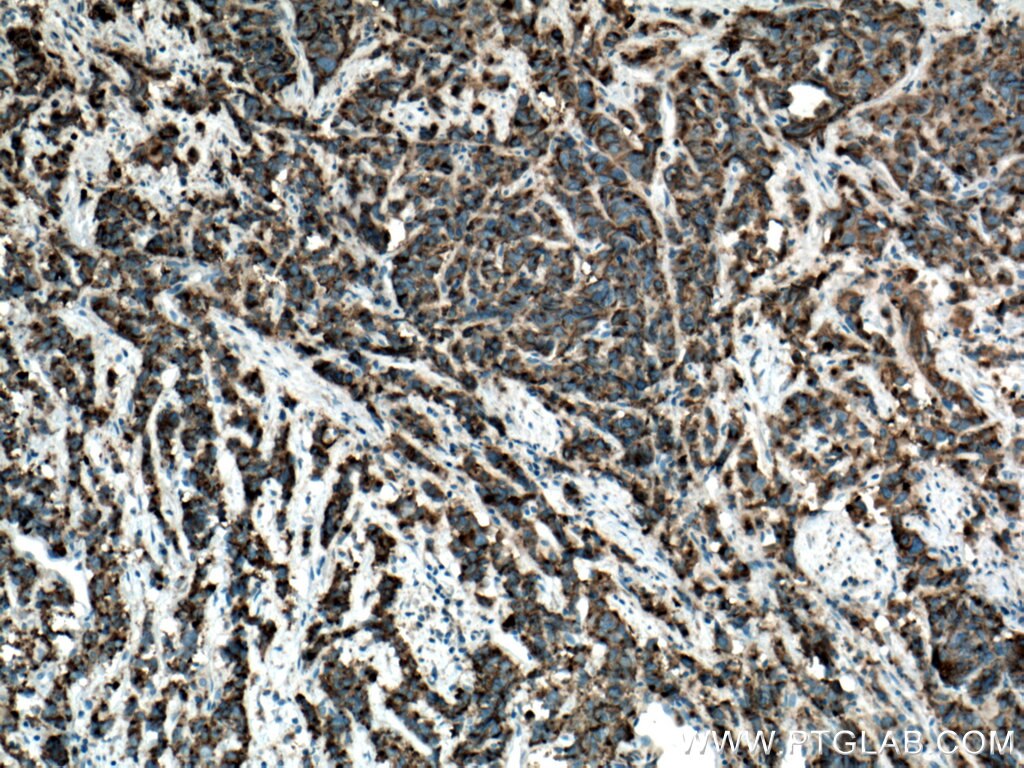 CA4 antibody (13931-1-AP) | Proteintech