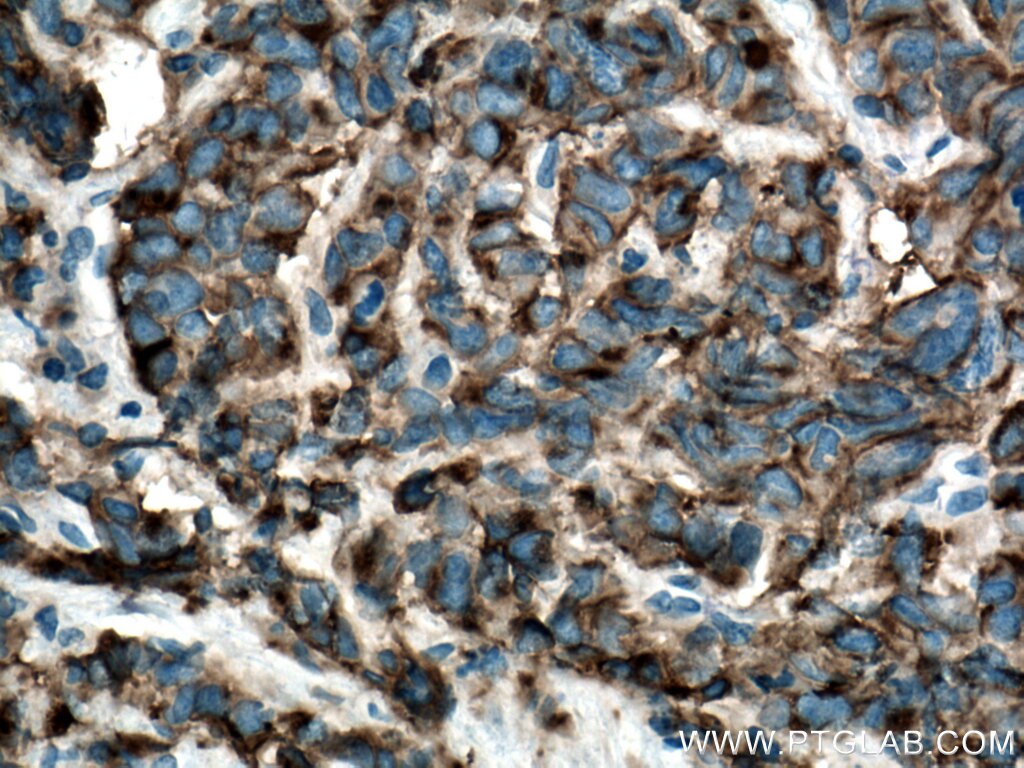 CA4 antibody (13931-1-AP) | Proteintech
