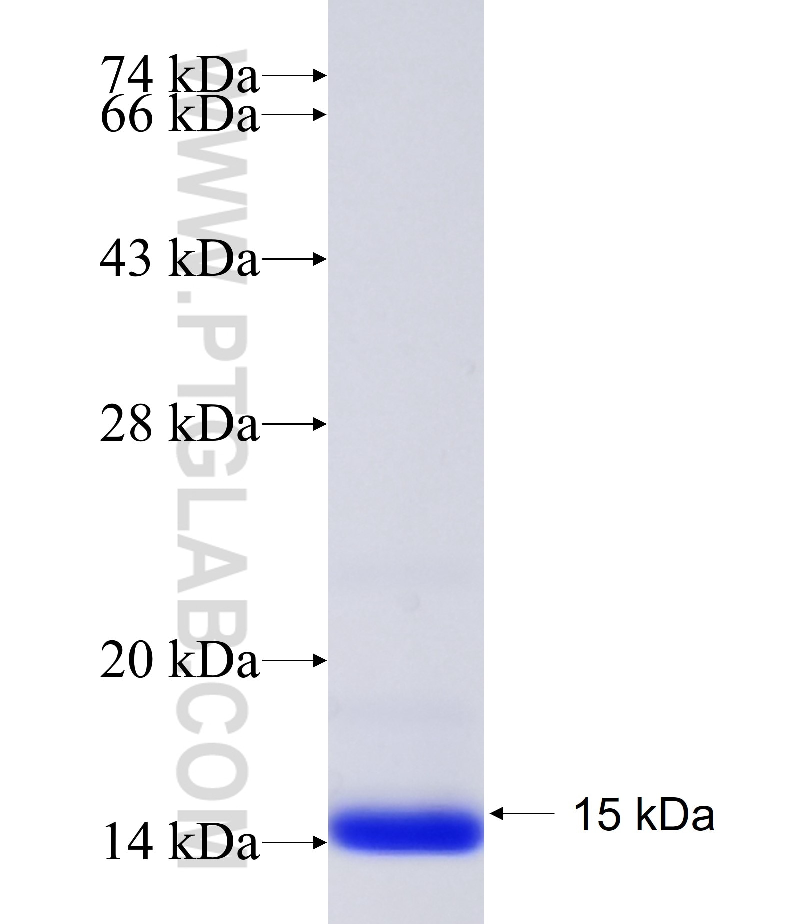 CALM2 Fusion Protein Ag34936 | Proteintech