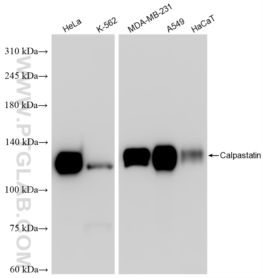 Calpastatin antibody (86664-3-RR) | Proteintech