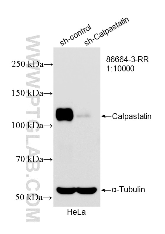 Calpastatin antibody (86664-3-RR) | Proteintech