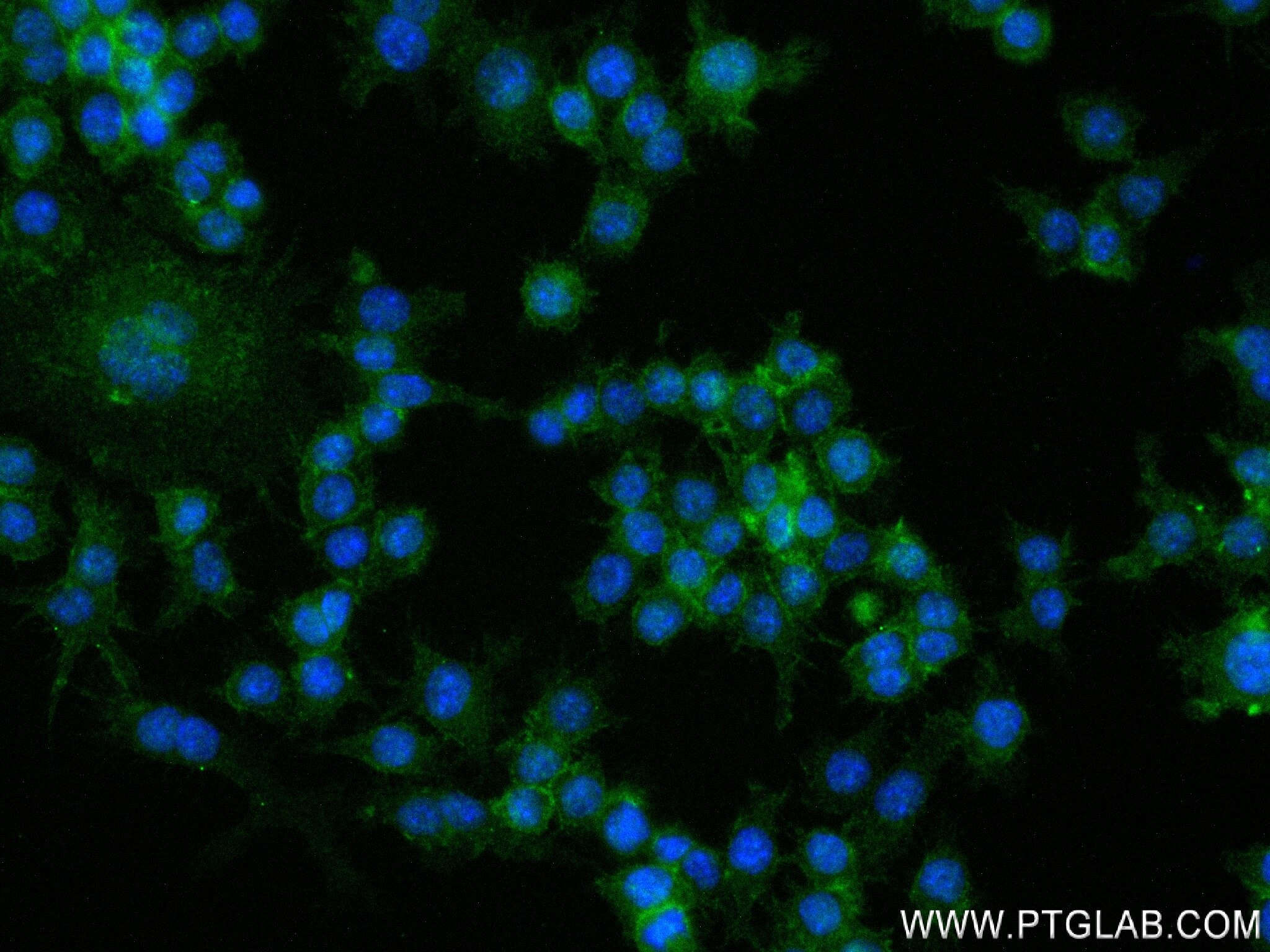 CD155/PVR antibody (83724-6-PBS) | Proteintech