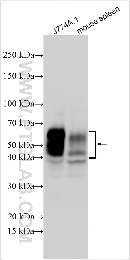 CD16/CD32 antibody (33284-1-AP) | Proteintech