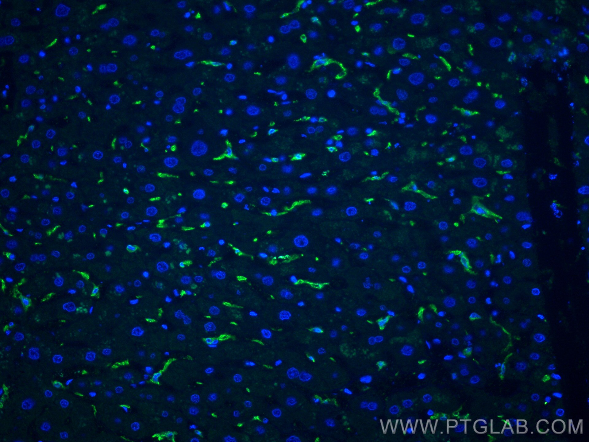 CD163 Fusion Protein Ag26721 | Proteintech