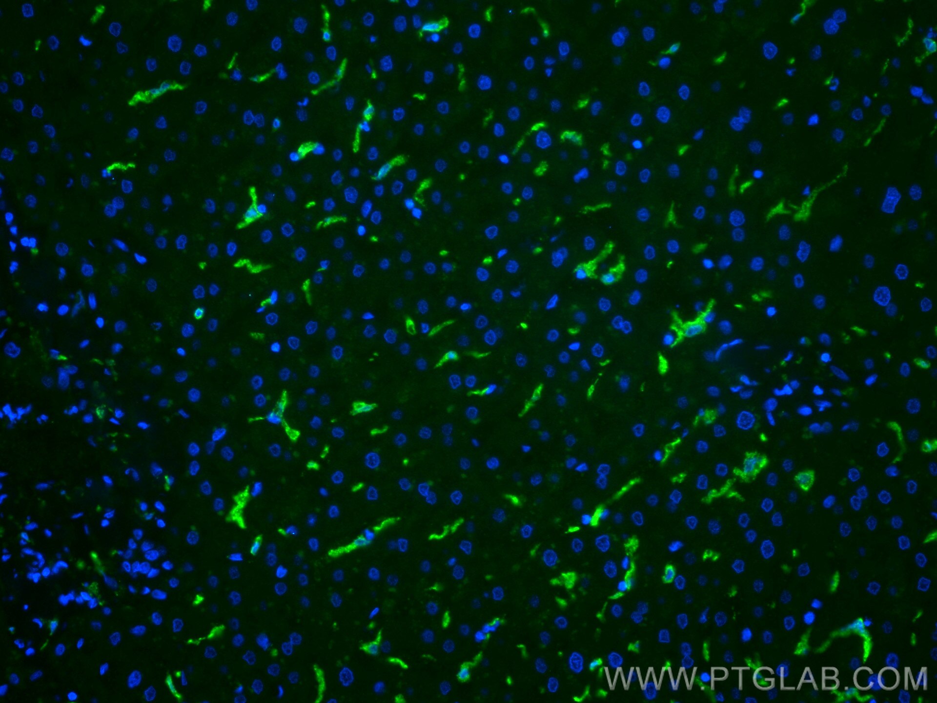 CD163 antibody (16646-1-AP) | Proteintech