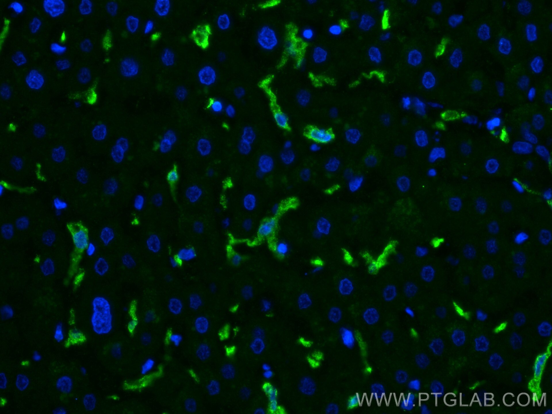 CD163 antibody (16646-1-AP) | Proteintech
