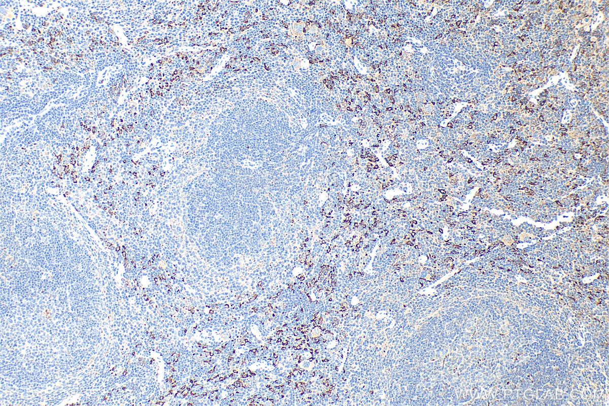 CD163 antibody (83285-4-PBS) | Proteintech