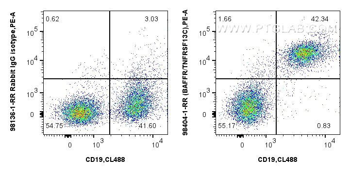CD268/BAFF-R antibody (98404-1-RR) | Proteintech
