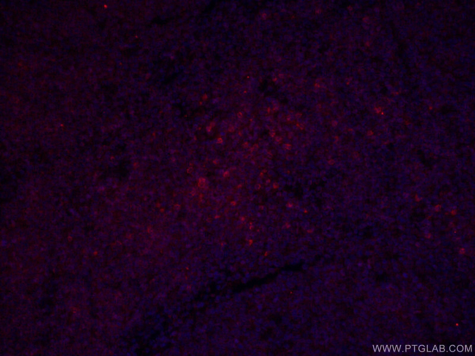 CD3 gamma antibody (CL594-60347) | Proteintech