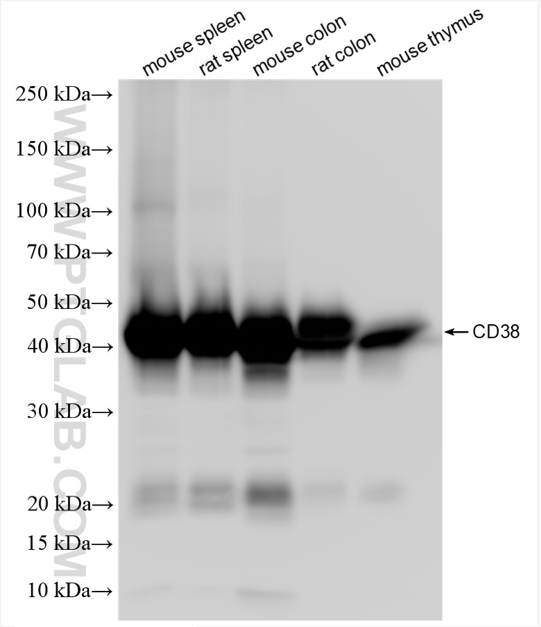 CD38 antibody (85843-1-RR) | Proteintech