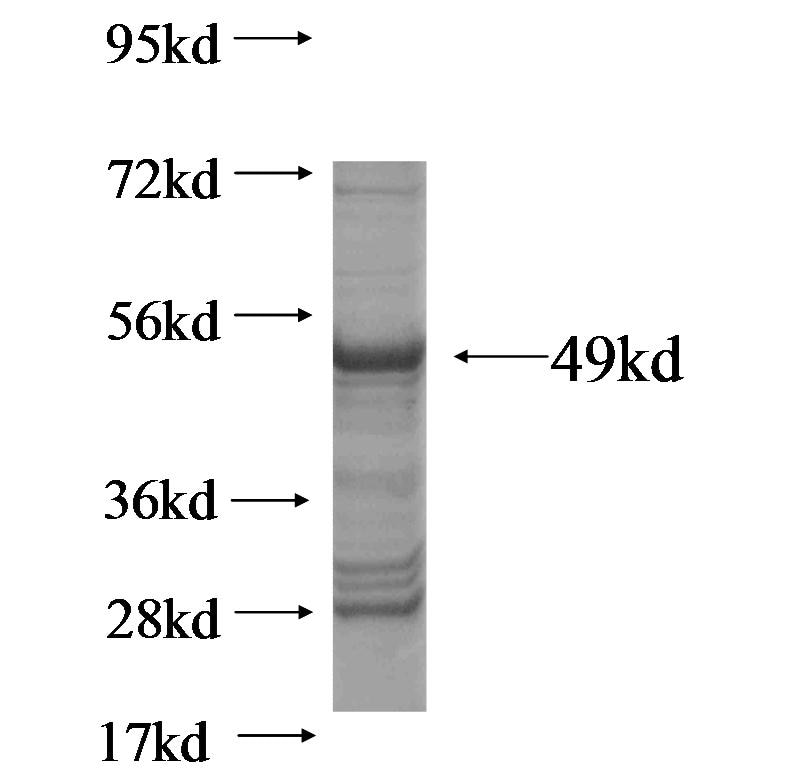 CD3E Fusion Protein Ag0889 | Proteintech