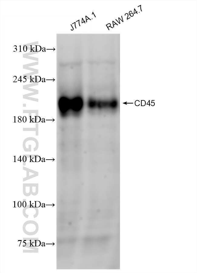 CD45 antibody (83396-5-RR) | Proteintech