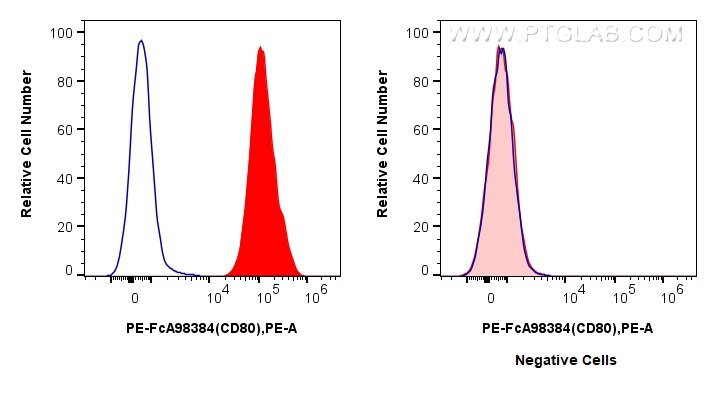 CD80 antibody (PE-FcA98384) | Proteintech