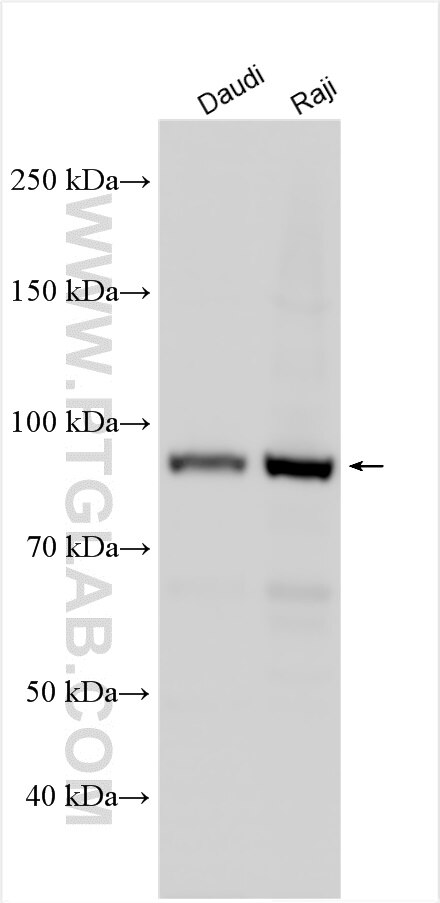 CD86 antibody (13395-1-AP) | Proteintech