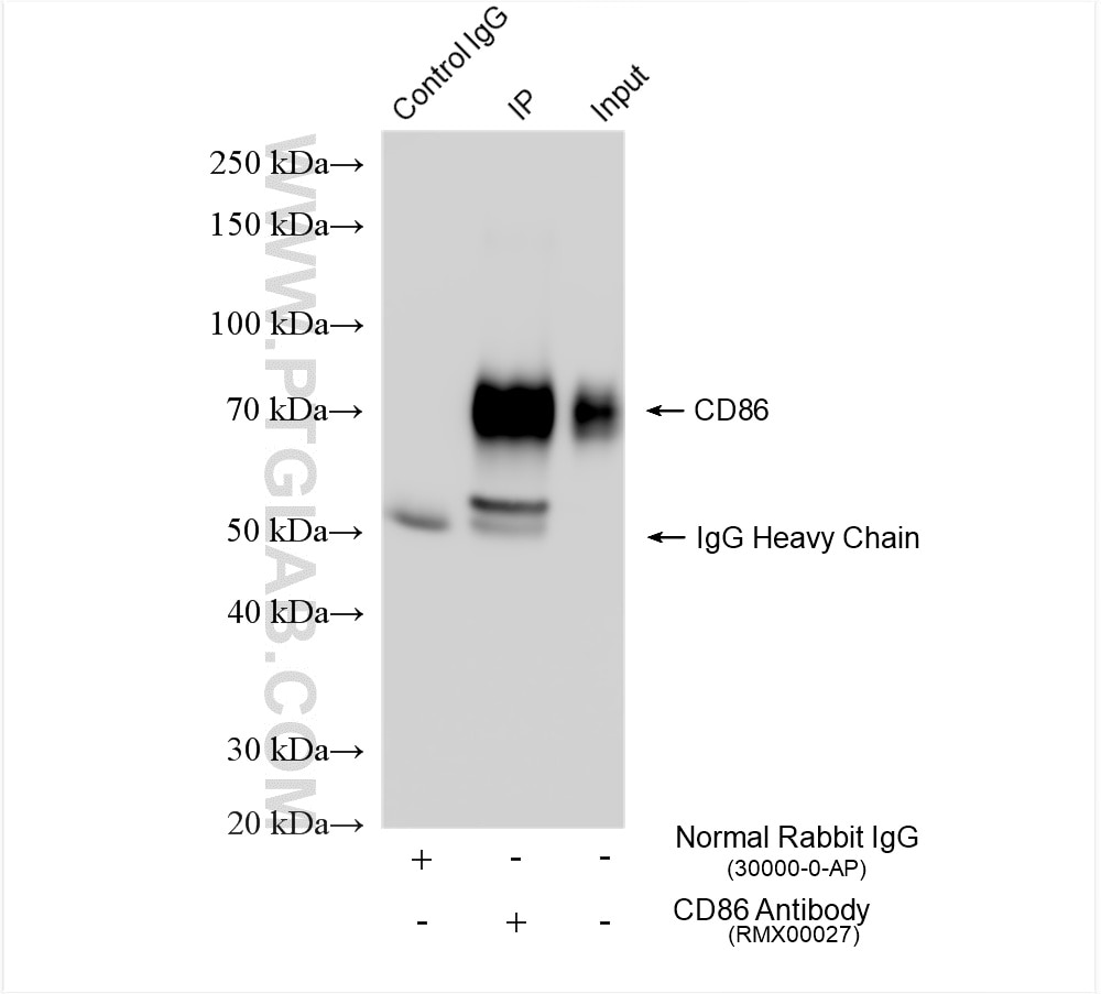 CD86 antibody (RMX00027) | Proteintech