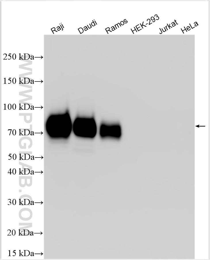 CD86 antibody (RMX00027) | Proteintech