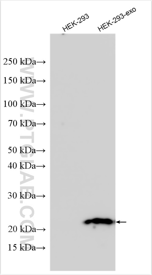 CD9 antibody (82105-1-RR) | Proteintech