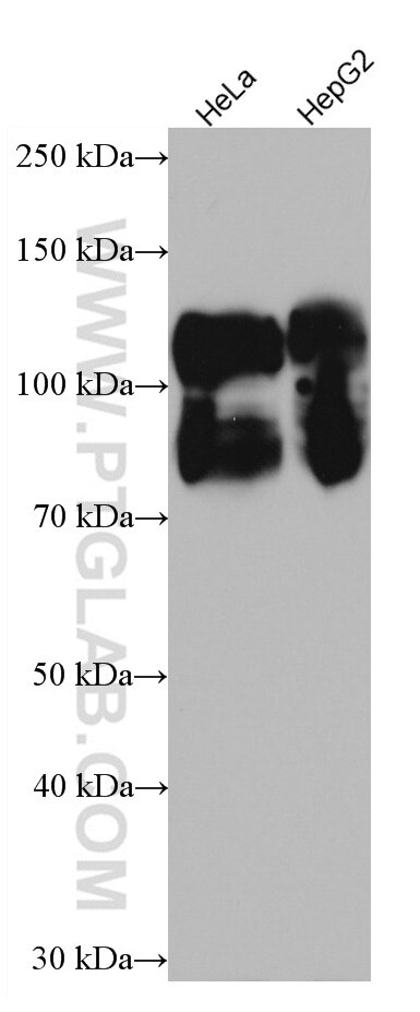 Results for "cd98/slc3a2" | Proteintech Group