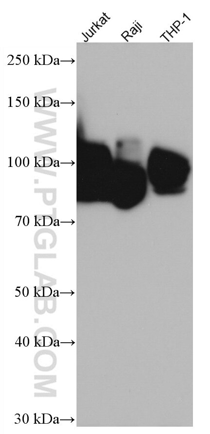 CD98/SLC3A2 antibody (66883-1-Ig) | Proteintech