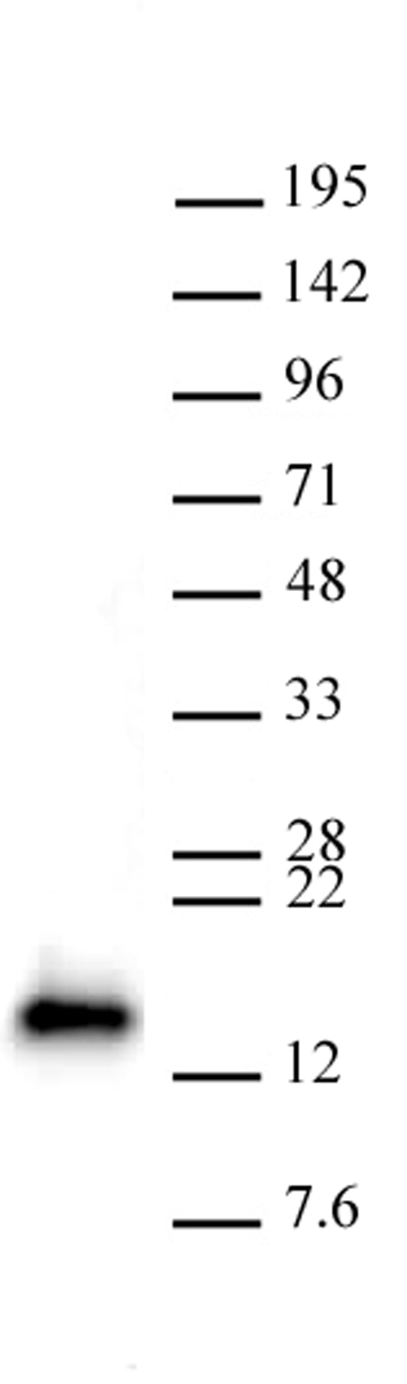 CDKN2A antibody (pAb) | Proteintech