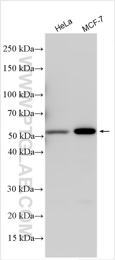 CDYL2 antibody (32433-1-AP) | Proteintech