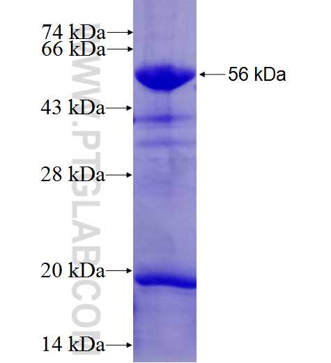 CHGB Fusion Protein Ag6841 | Proteintech