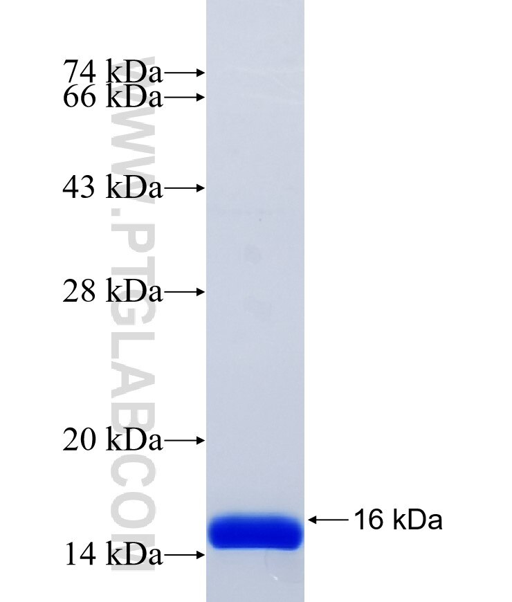 CKS1B Fusion Protein Ag34569 | Proteintech