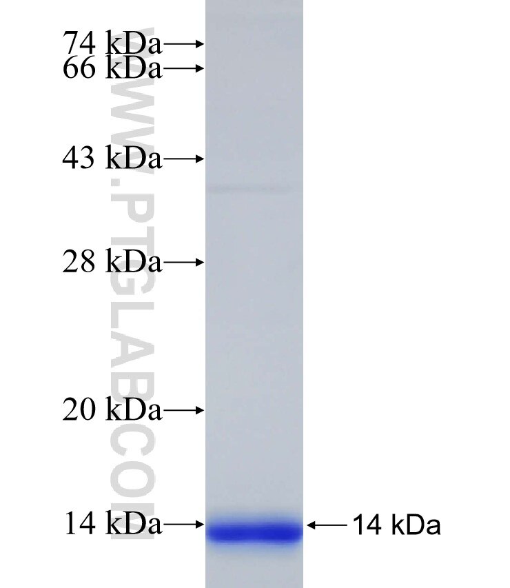CLECL1 Fusion Protein Ag32738 | Proteintech