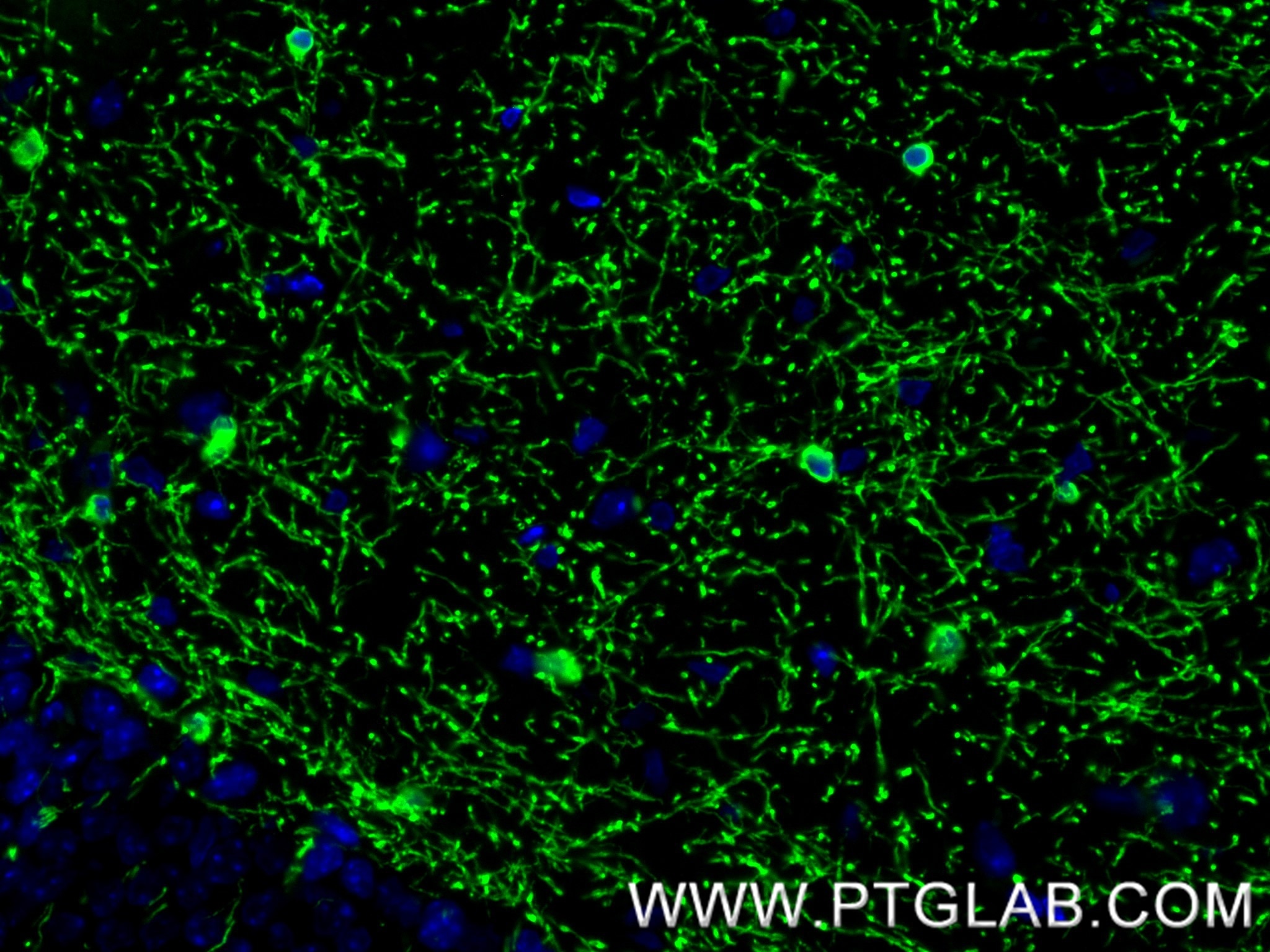 CNPase antibody (86967-4-RR) | Proteintech