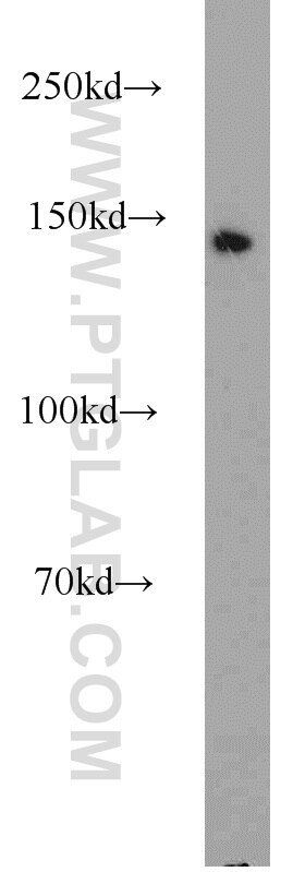 COG1 antibody (10767-1-AP) | Proteintech