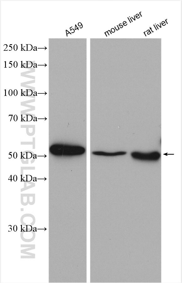 CRBN antibody (28494-1-AP) | Proteintech