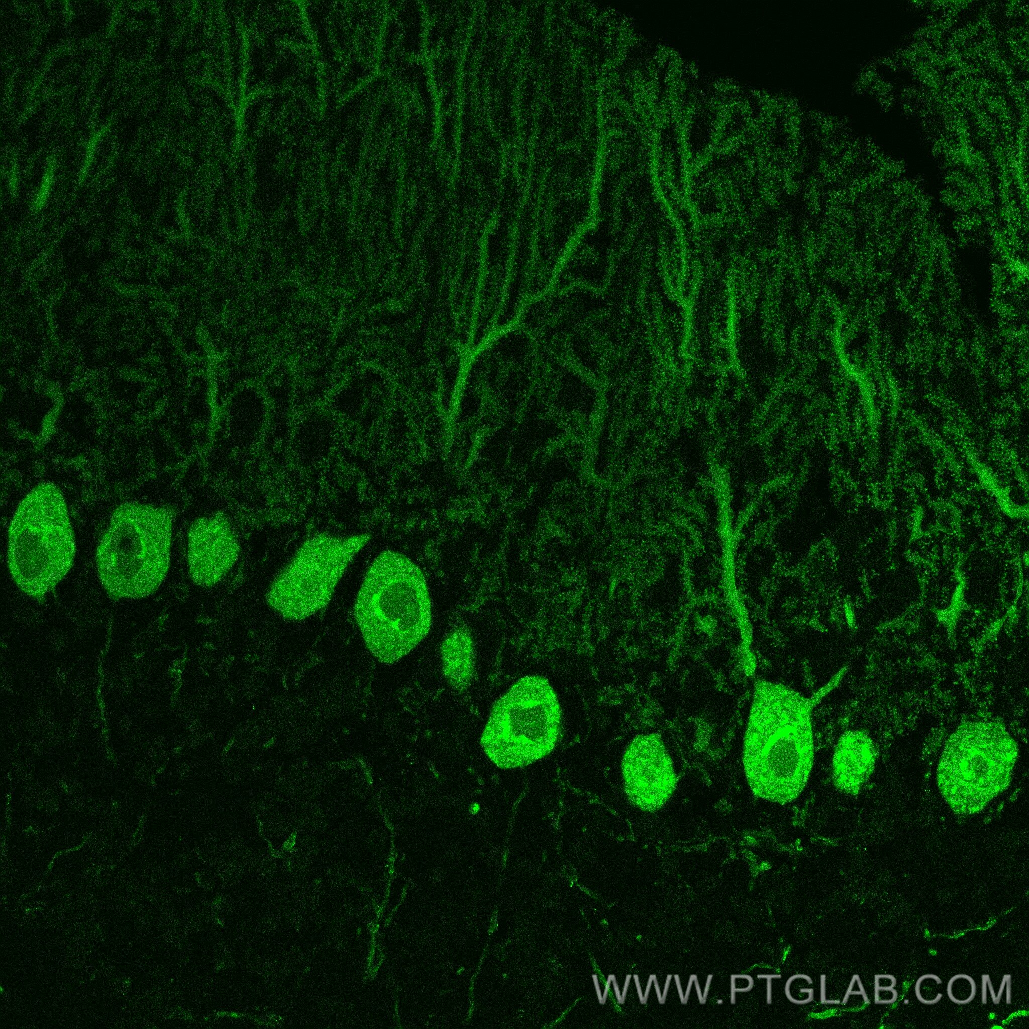 Calbindin-D28k antibody (CL488-66394) | Proteintech
