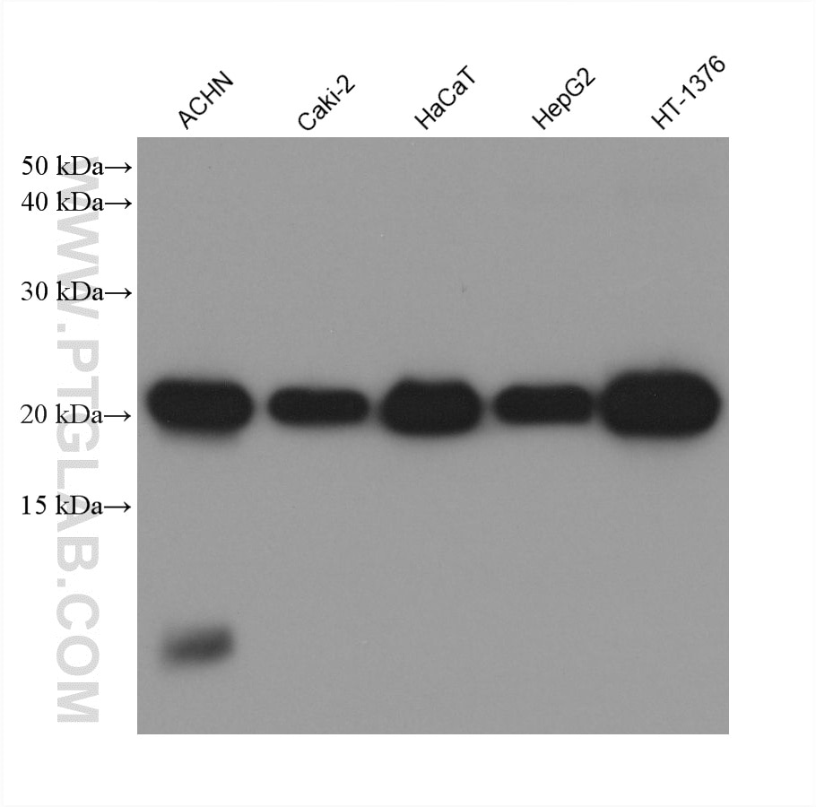 Claudin 1 antibody (68969-4-PBS) | Proteintech