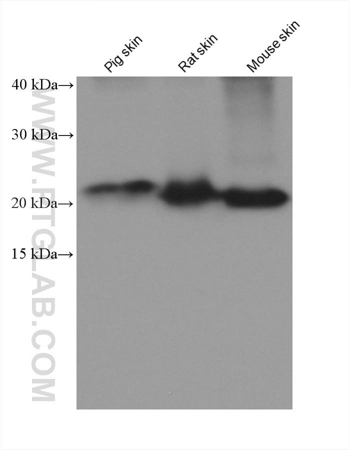 Claudin 1 antibody (68969-4-PBS) | Proteintech