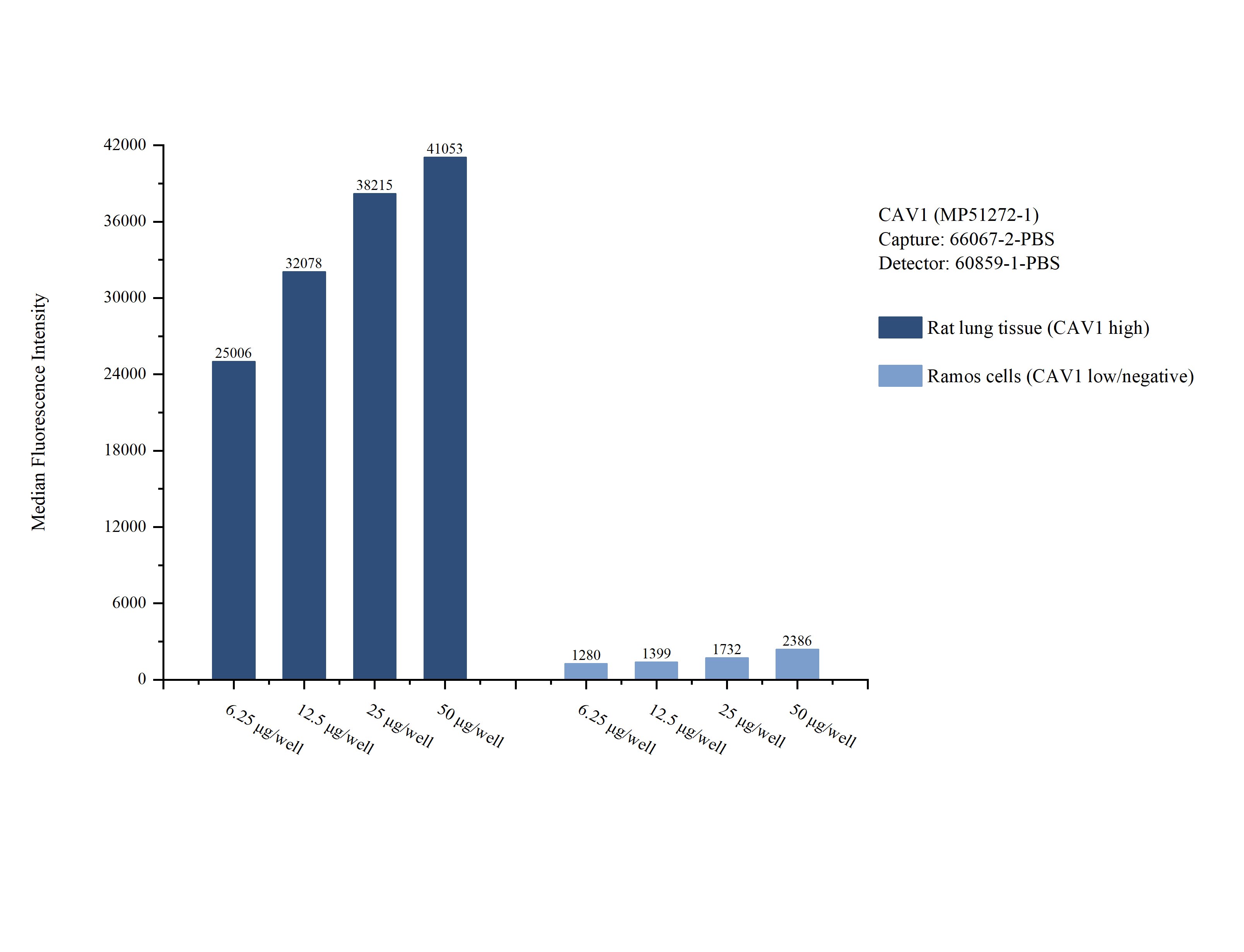 Caveolin-1 antibody (66067-2-PBS) | Proteintech