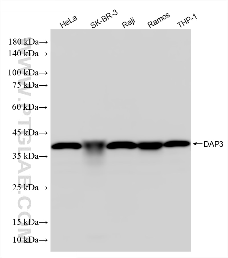 DAP3 antibody (86586-2-RR) | Proteintech