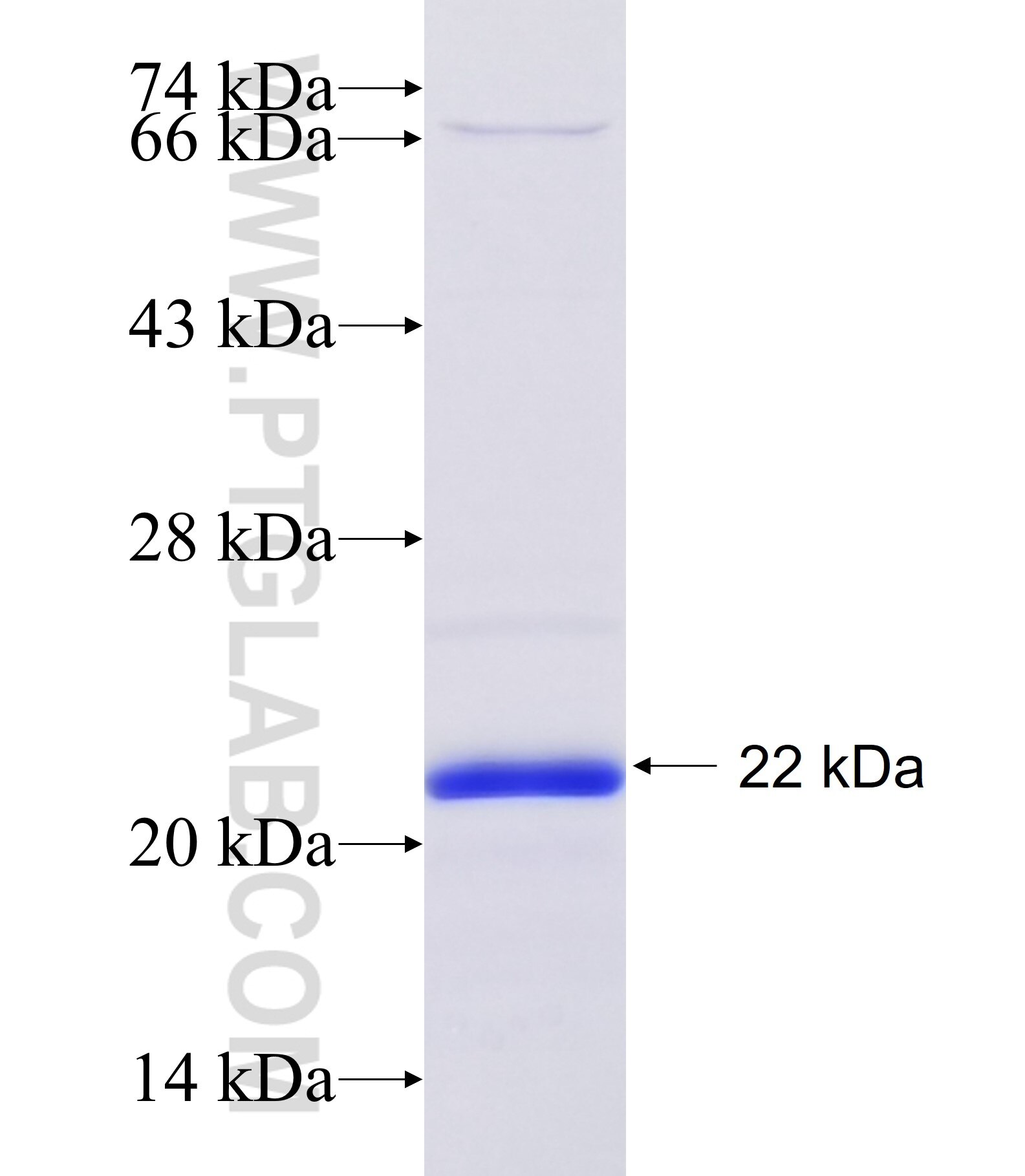 DAZL Fusion Protein Ag34478 | Proteintech