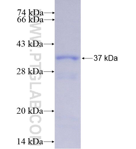 DGAT2 Fusion Protein Ag10748 | Proteintech