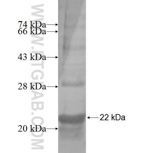 DMKN Fusion Protein Ag9239 | Proteintech