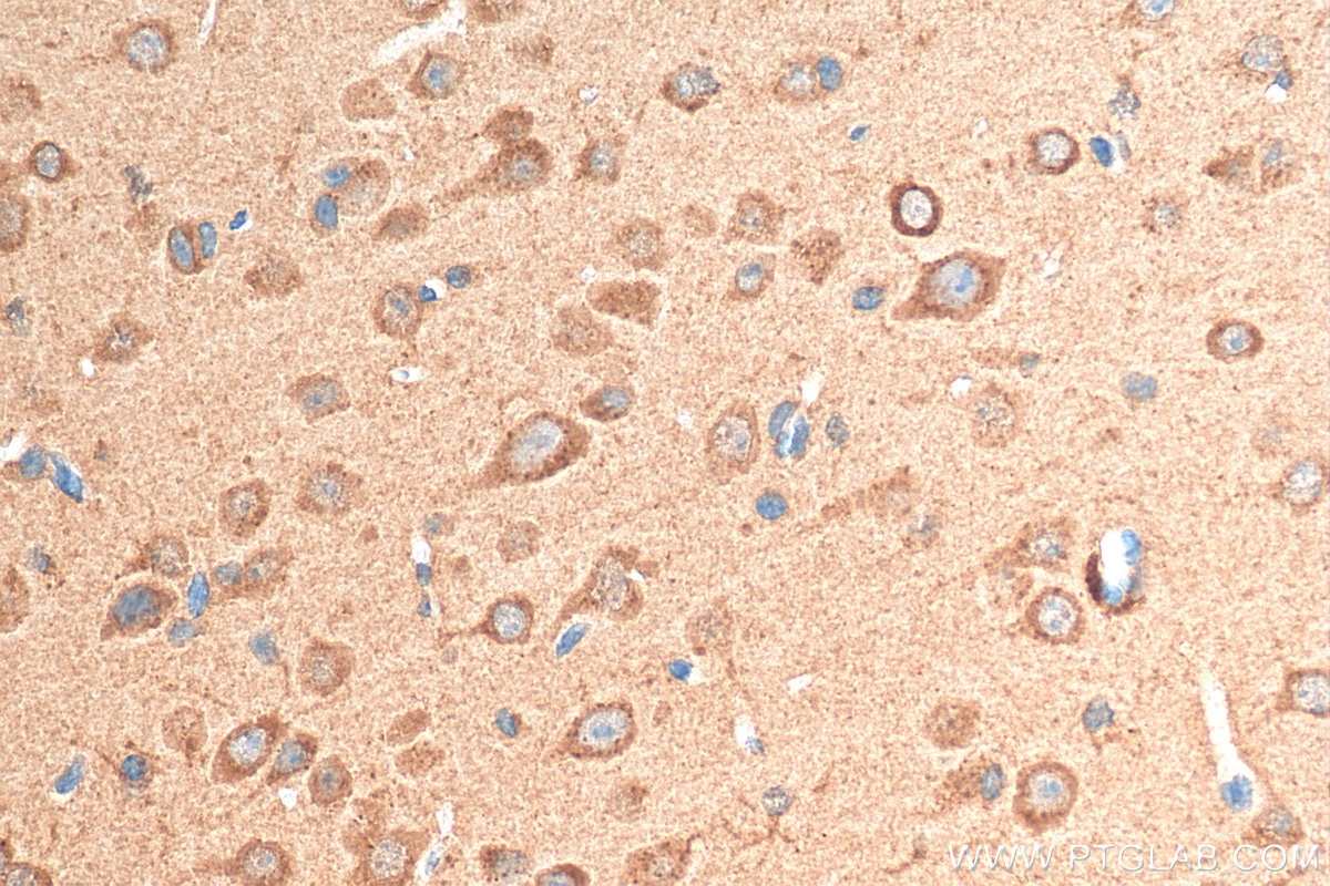 DNER antibody (24362-1-AP) | Proteintech