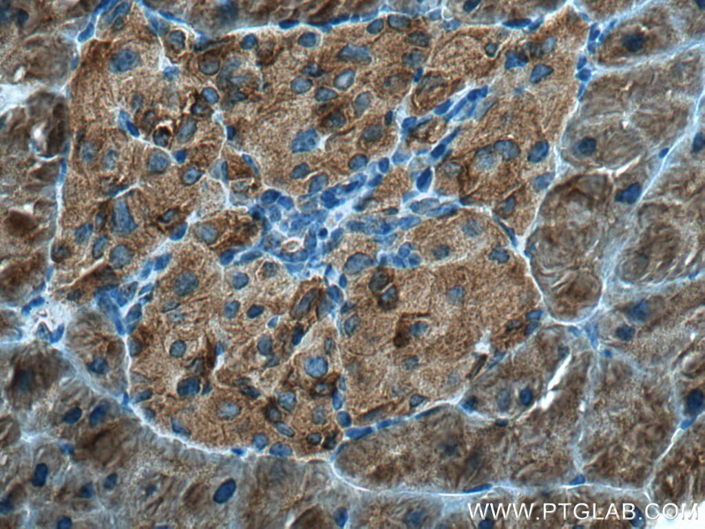 DYNC1LI1 antibody (25326-1-AP) | Proteintech
