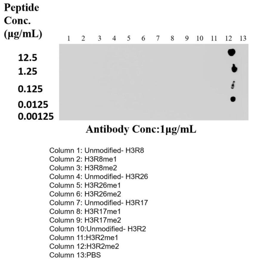 Di-Methyl-Histone H3 (Arg2) antibody (84702-1-PBS) | Proteintech