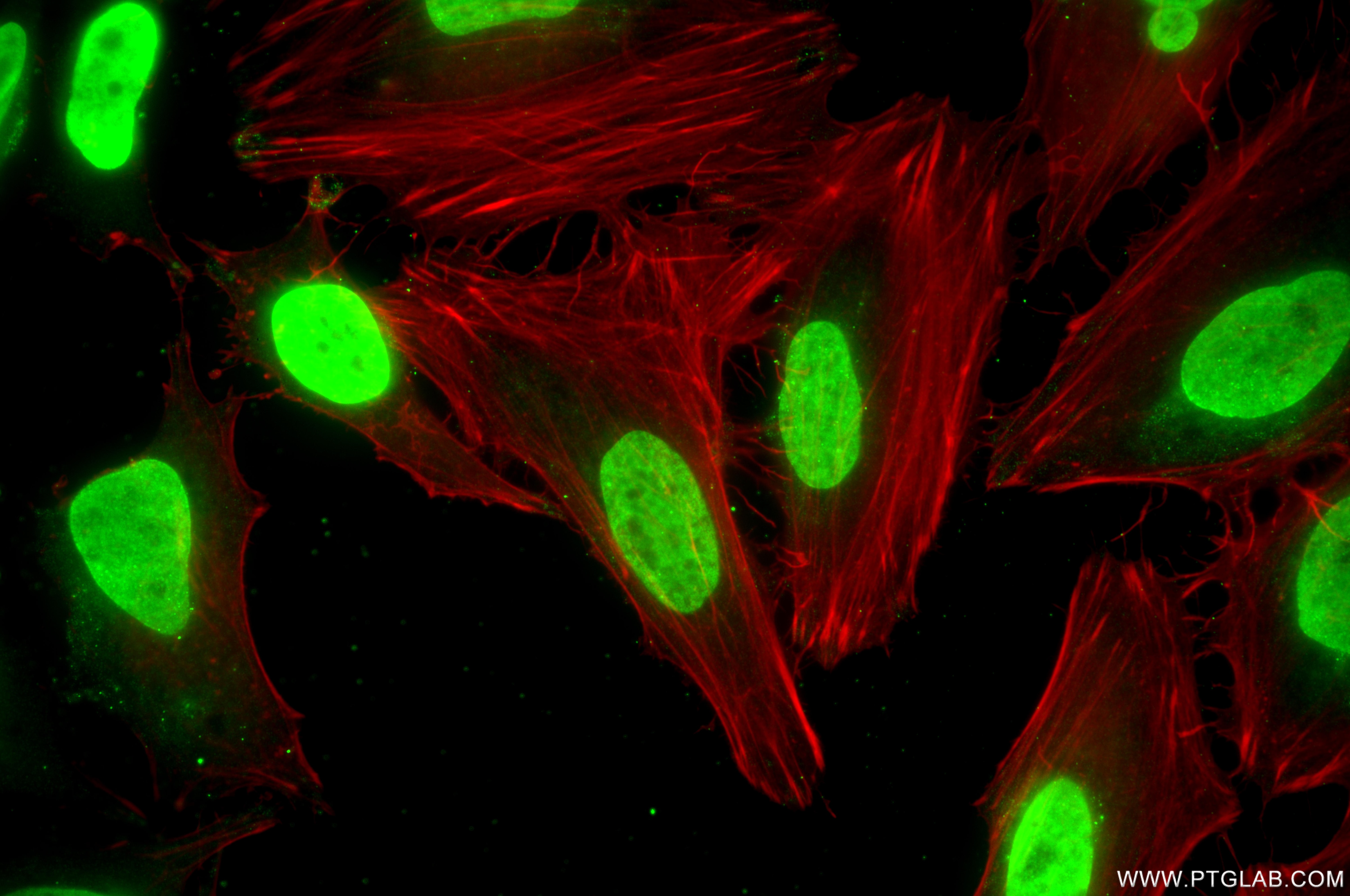 Di-Methyl-Histone H3 (Lys9) antibody (86990-2-PBS) | Proteintech