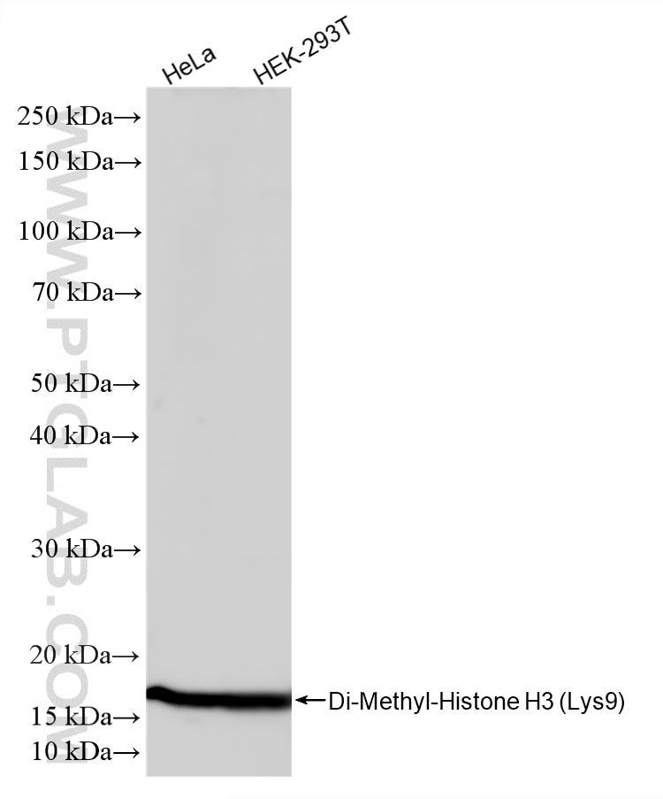 Di-Methyl-Histone H3 (Lys9) antibody (86990-2-PBS) | Proteintech