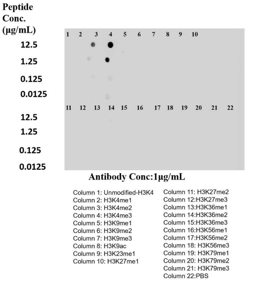 Di/Tri-Methyl-Histone H3 (Lys4) antibody (84908-2-RR) | Proteintech