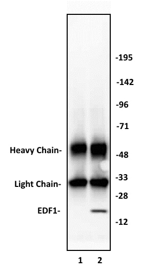 EDF1 antibody (pAb) | Proteintech
